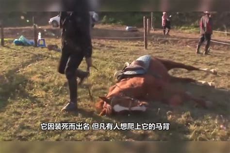 女子刚骑上马背，不料马儿突然发难，场面惊险万分！刚骑上马背场面