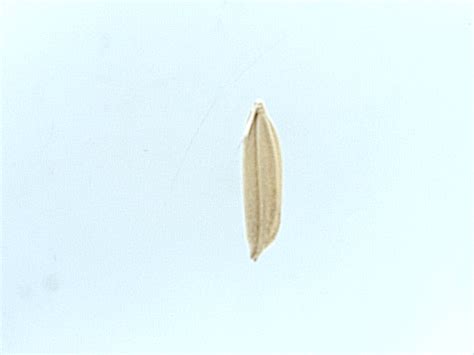 Rice Classification Dataset And Pre Trained Model By Kmitl