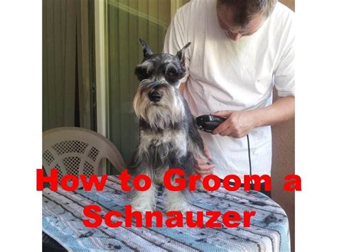 How Often Should You Groom A Schnauzer