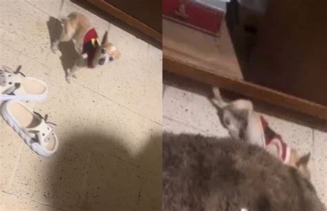 Loasombroso Perrita Chihuahua Se Emborracha Con Tequila Y Causa