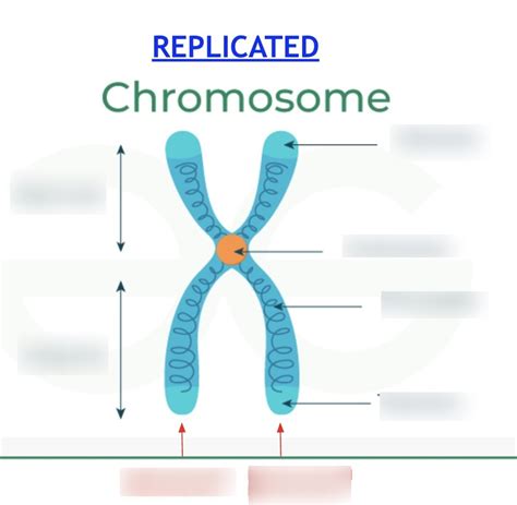 Class 2 Chromosome Digram Diagram Quizlet