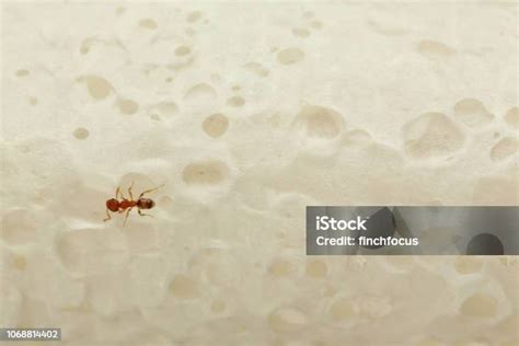 백색 Stinkhorns Net 배경에 숲 푸른 하늘에 대나무 잎에 버섯 Stinkhorns 수프를 위해 최상 이다입니다 텍스트에 대 한 여유 공간입니다 채식 개념에 대 한