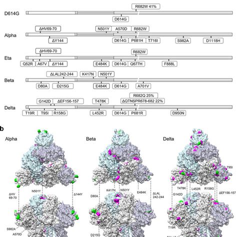 Representation Of Genetic Variants Of Sars Cov 2 A Schematic Download Scientific Diagram