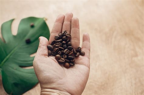 볶은 커피 콩 녹색 나무의 손에 배경 빛에서 나뭇잎 커피 콩의 개념 에너지와 향기가 아침 뜨거운 음료를 수집 공간에 복사 합니다 녹색 환경 기술 0에 대한 스톡 사진 및