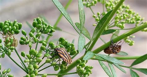Celery And Bugs Album On Imgur