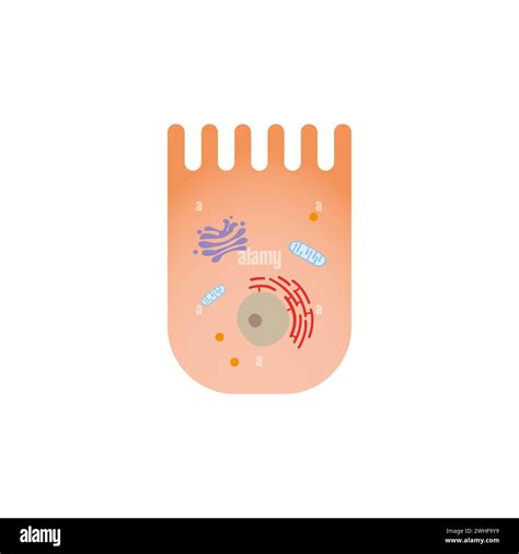 Histology Colon Cut Out Stock Images And Pictures Alamy