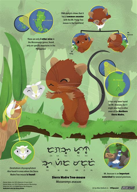 Sierra Madre Tree Mouse Philippine Wildlife Art