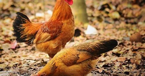 사이언스샷 조류인플루엔자 포유류 감염 잇따라 제2의 코로나 되나