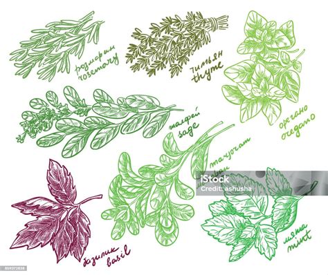 당신의 정원 벡터 스케치에 대 한 최고의 향기로운 허브 백리향에 대한 스톡 벡터 아트 및 기타 이미지 백리향 다발 꽃