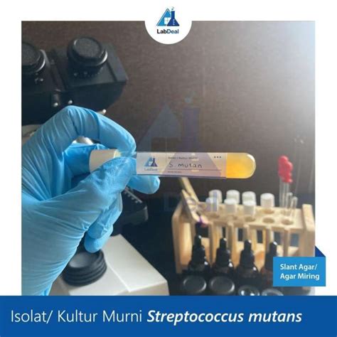 Jual Kultur Mikroorganisme Streptococcus Mutans Dalam Media Agar Di Seller Agavilab Padasuka