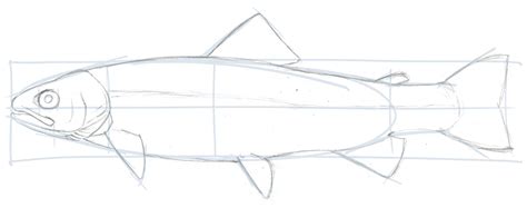 How To Draw A Trout Step By Step • John Muir Laws