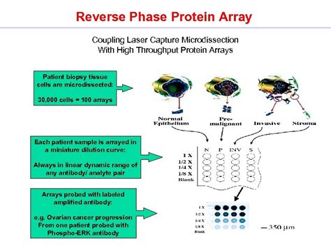 Calibration And Normalization Of Protein Microarray Data Charlene