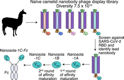 Phage Library Construction
