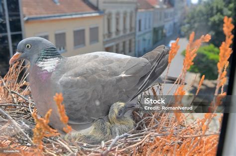 비둘기 한 마리가 작은 아기 비둘기들을 따뜻하게 해 줍니다 마을의 비둘기 생활의 개념 0명에 대한 스톡 사진 및 기타 이미지 0명 갈색 거리 Istock