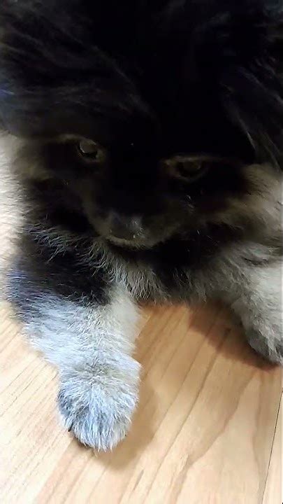 이 세상에서 가장 귀여운 강아지 Youtube