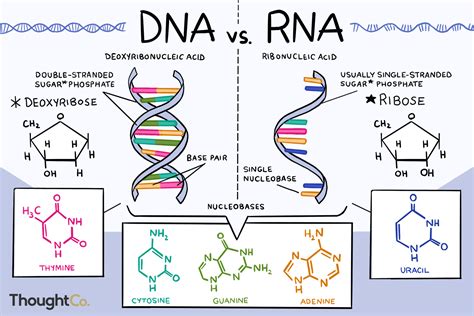 Do You Know The Differences Between Dna And Rna Teaching Biology