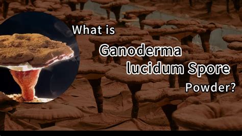 Viral Videos And Demos On What Is Ganoderma Lucidum Spore Powder Mushroom Reishi Mushroom