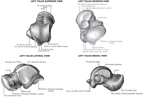 Anatomy And Physiology Illustration