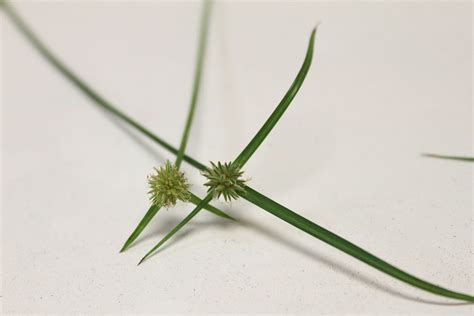 Fs1290 Identifying And Understanding False Green Kyllinga In Cool
