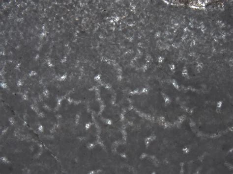 This Sponge Fossil May Be The Earliest Record Of Animal Life