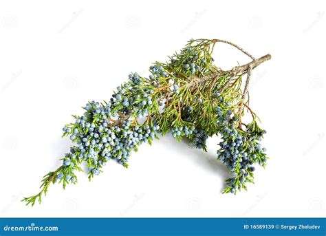 Juniper Twig Stock Image Image Of Ready Healing Blue 16589139