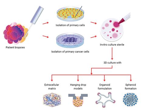Transition Of 3d Cell Culture Tissue Engineering Kosheeka