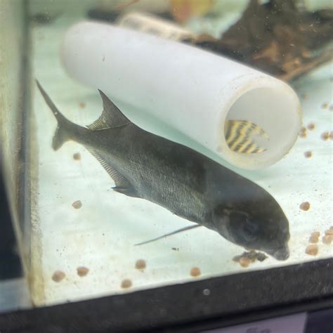 Freshwater Dolphin Marcusenius Macrolepidotus Tropical Aquarium