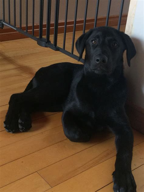 How Much Should A One Year Old Black Lab Weigh At Vickie Cunningham Blog