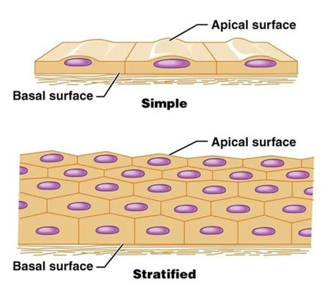 Classification Of Tissues Flashcards Quizlet