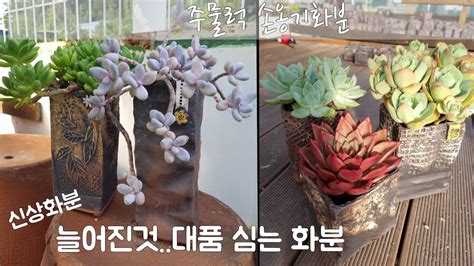 신상화분대자 화분에 멋스럽게 심기다육식물다육손옹기화분수제화분야생화 Youtube