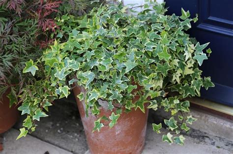 Плющ комнатный хедера уход в домашних условиях размножение фото