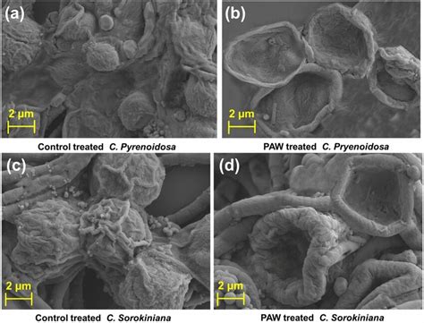 Morphology Sem Images Analysis Of Chlorella Pyrenoidosa And Chlorella