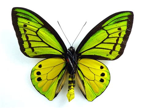 Ornithoptera Goliath Samson Form Male Aureus Butterflies And Insects