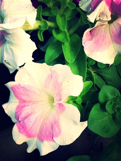 Petunia Bicolor Perennials Petunias Plant Leaves