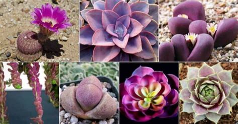 42 Vibrant Purple Succulents Sublime Succulents