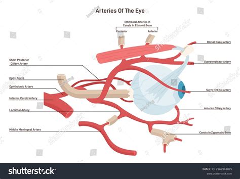 Central Retinal Artery Anatomy