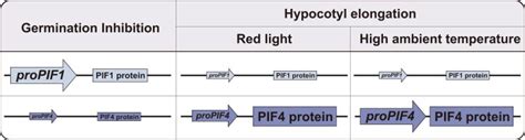 Branching Paths Unveiling Functional Divergence Of Pif1 And Pif4 Via Promoter And Protein