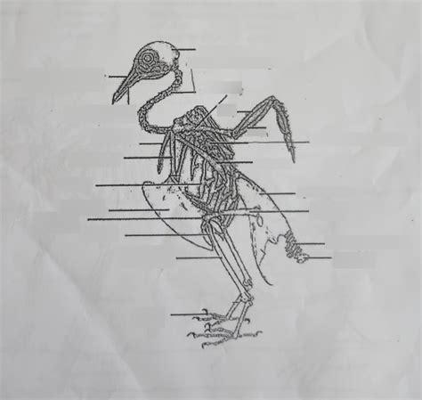 Bird Skeleton Diagram Quizlet