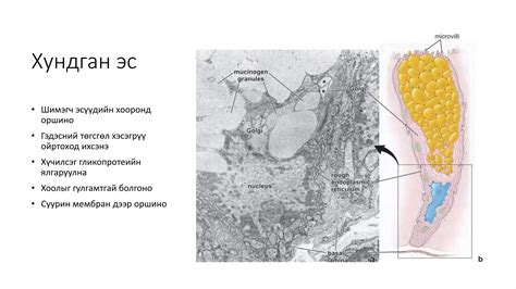 Нарийн гэдэсний гистологи Pptx
