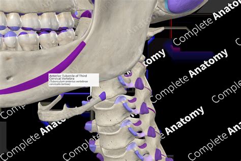 Anterior Tubercle Of Third Cervical Vertebra Left Complete Anatomy