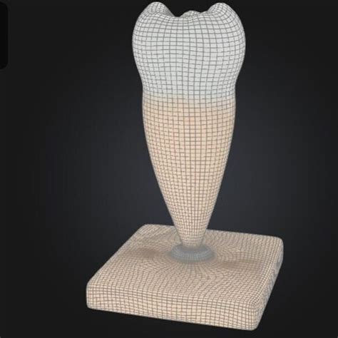 Stl File 3d Model Of Lower Single Root Pre Molar Tooth 🦷 ・3d Printable