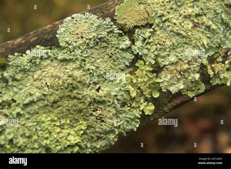 Virginia USA Up Close Of A Tree Bark Covered In Lichens Stock Photo Alamy