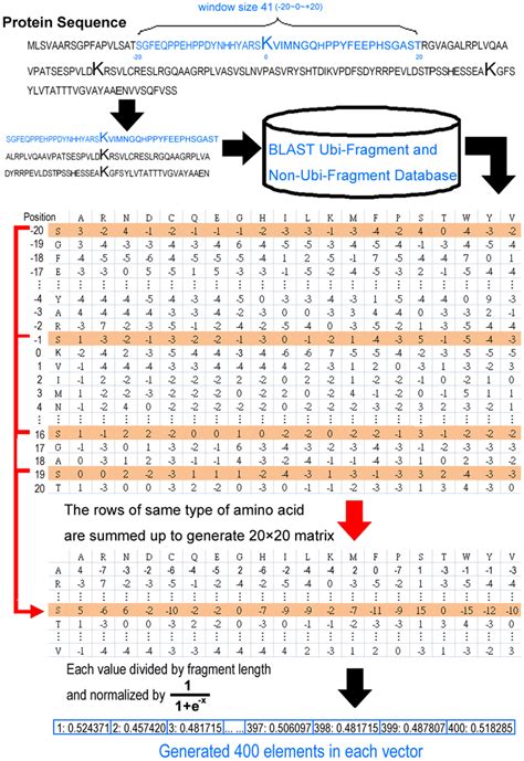 The Detailed Process Of Generating Position Specific Scoring Matrix Download Scientific Diagram