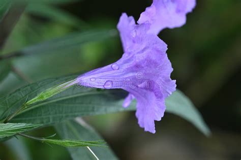 Purple Flowers On Its Stem Stock Image Image Of Beauty 257667695