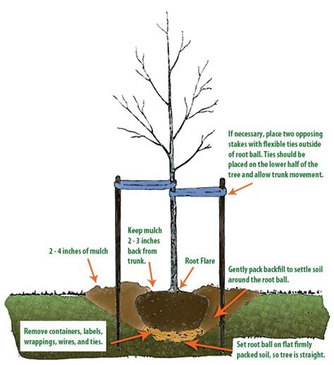 Diagram Of A Tree Bole