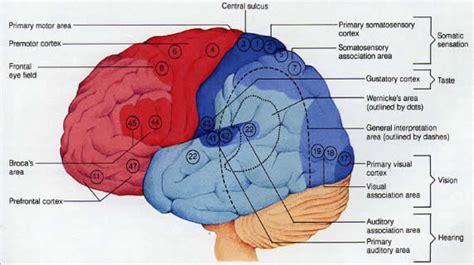 Aires De Brodmann 3 1 Et 2 Gyrus Latéral Post Central Du Lobe Pariétal