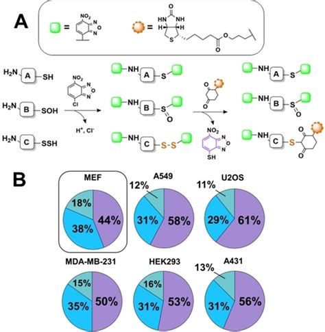 A Reaction Scheme For Dimedone‐switch Labeling Of Cellular Persulfides Download Scientific