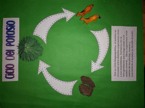 Maqueta Del Ciclo Del Potasio En 2025 Potasio Maquetas Ecosistemas