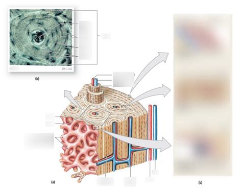 Diagram De Structuur Van Een Bot Quizlet