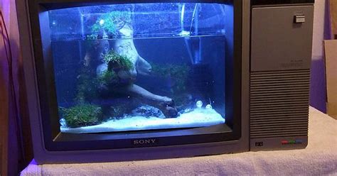 this was my first attempt at building my own aquarium it isn t perfect